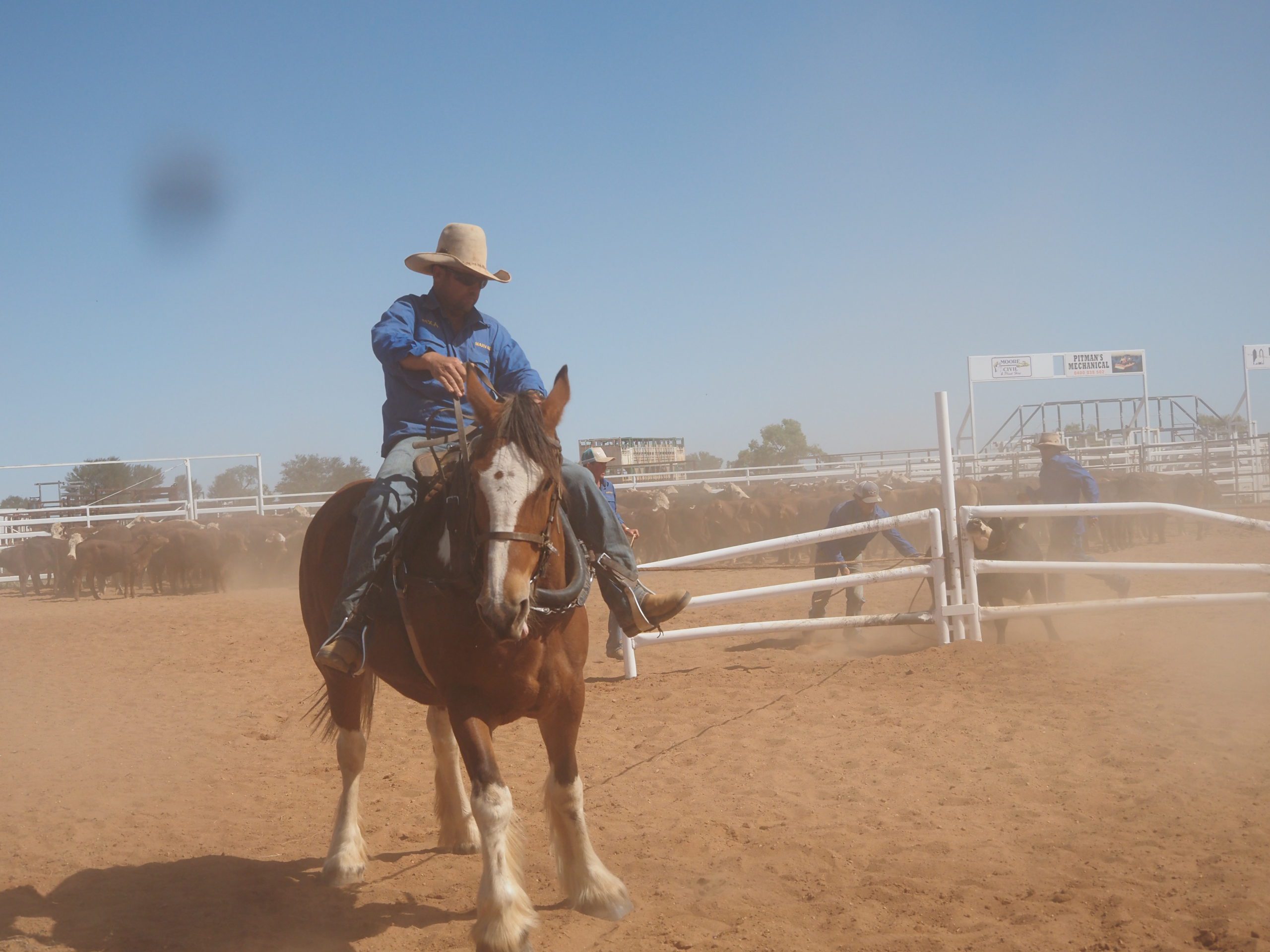 Photo Galleries – Bronco Branding SA